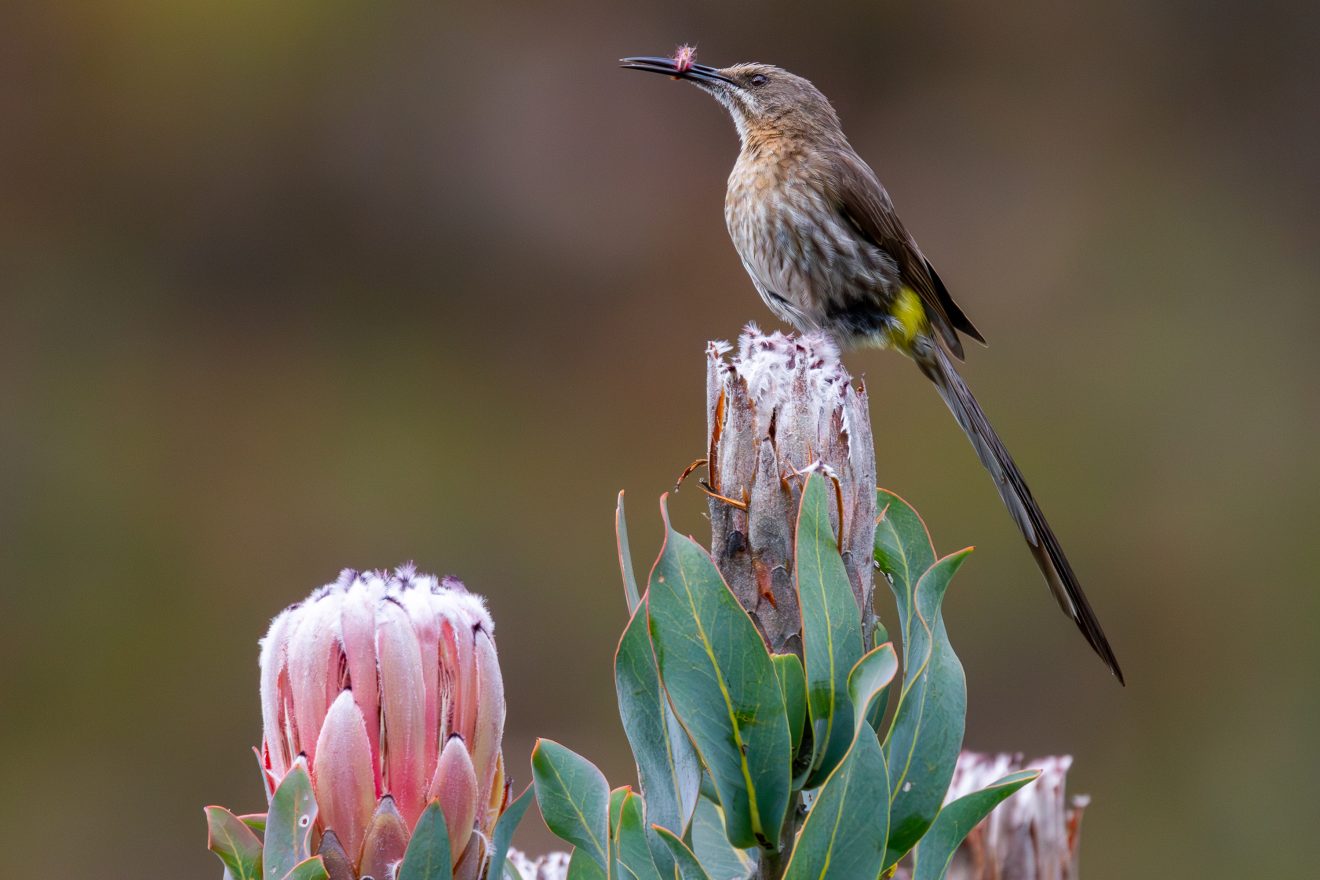 Cape Sugarbird and Protea - Pix-RSA