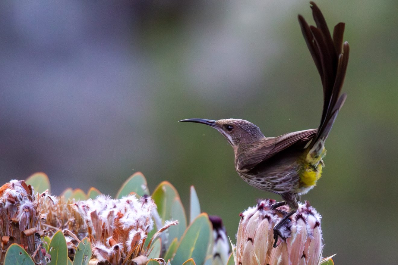 Sugarbird Display - Pix-RSA