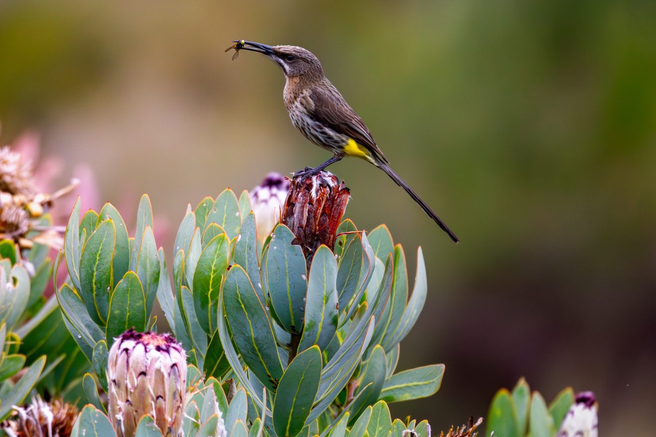 Sugarbird and Bee - Pix-RSA